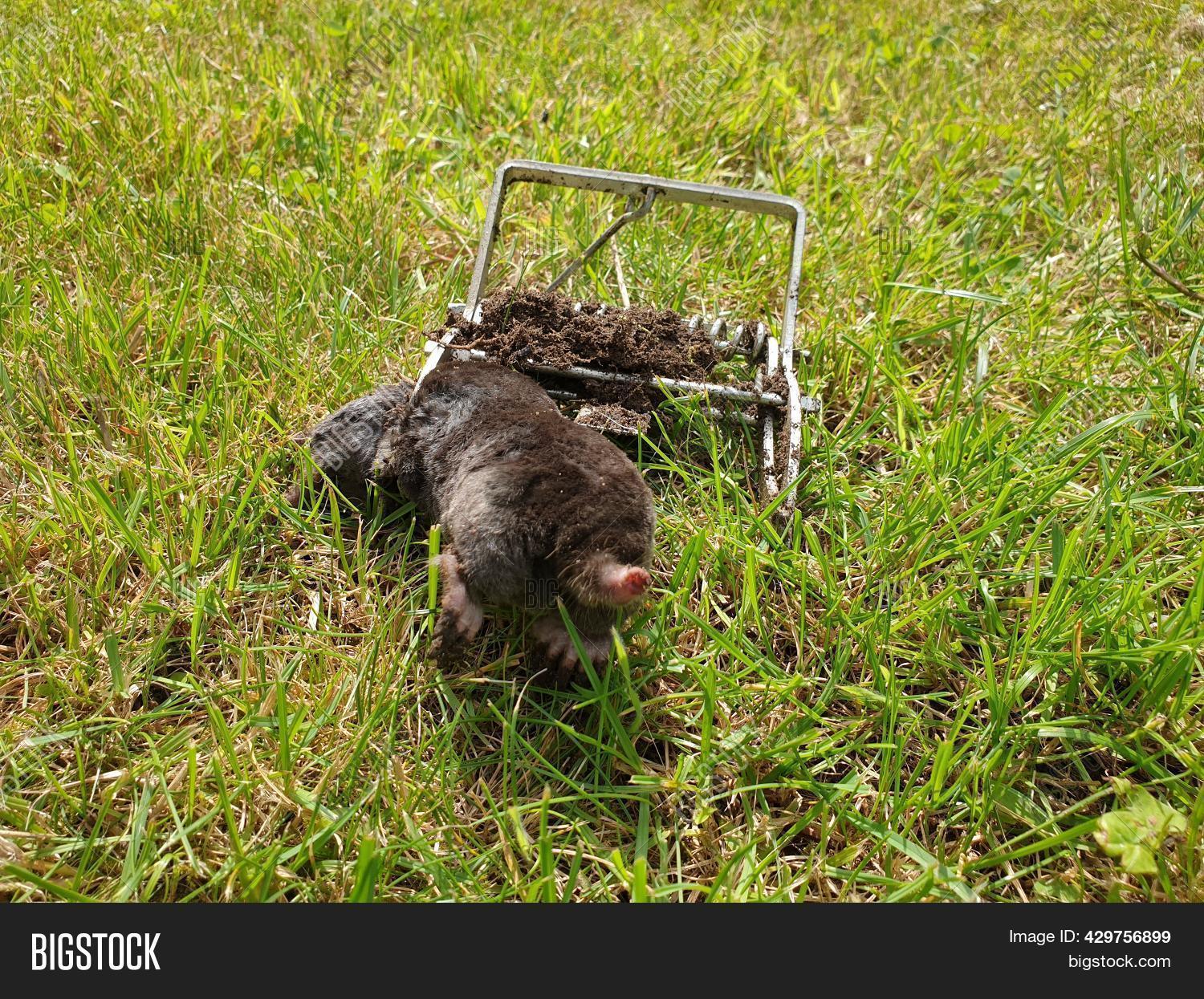 Photo Dead Mole Claw Image & Photo (Free Trial) | Bigstock