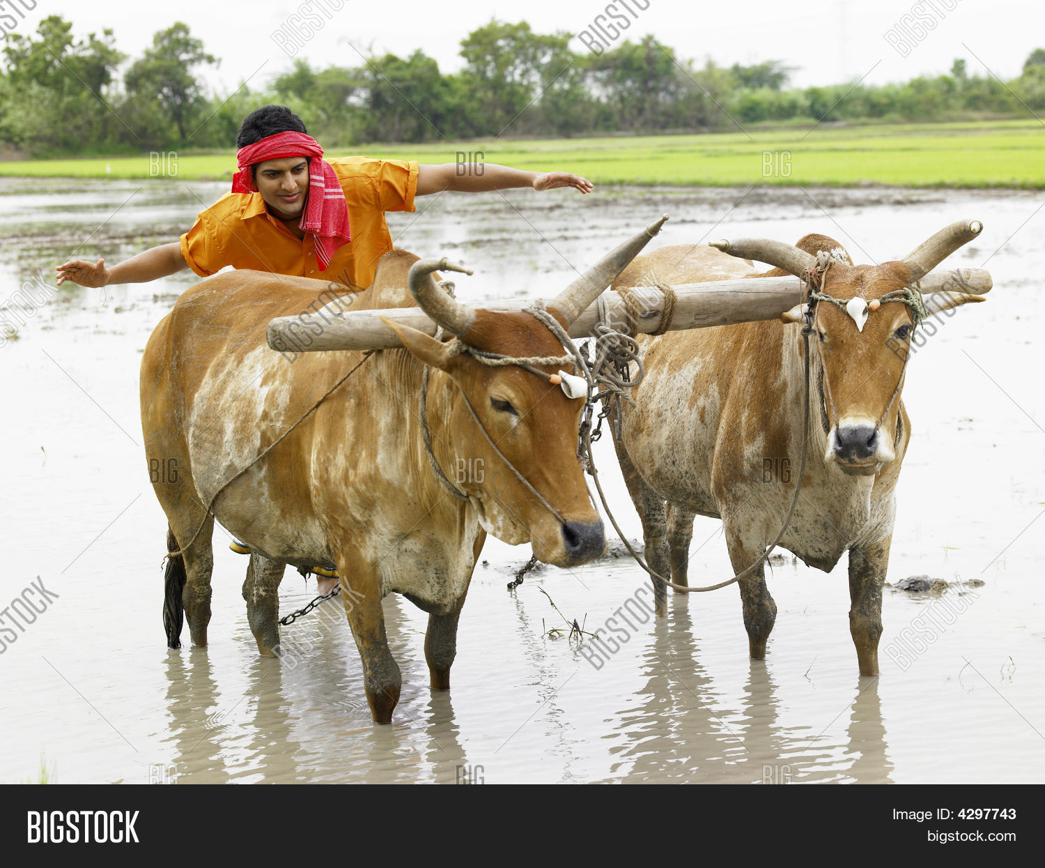 Indian Farmer Working Image & Photo (Free Trial) | Bigstock