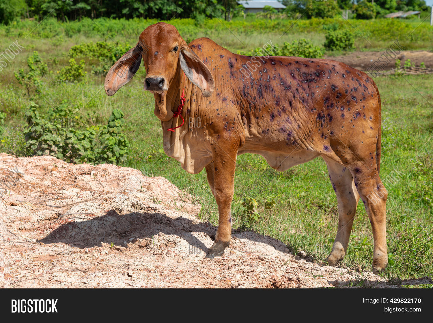 Cow Close Suffering Image & Photo (Free Trial) | Bigstock