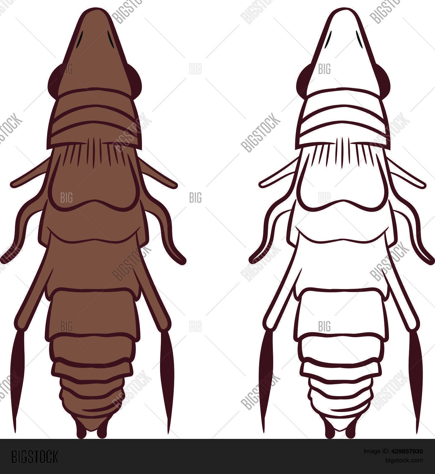 Flea Siphonaptera Vector & Photo (Free Trial) | Bigstock