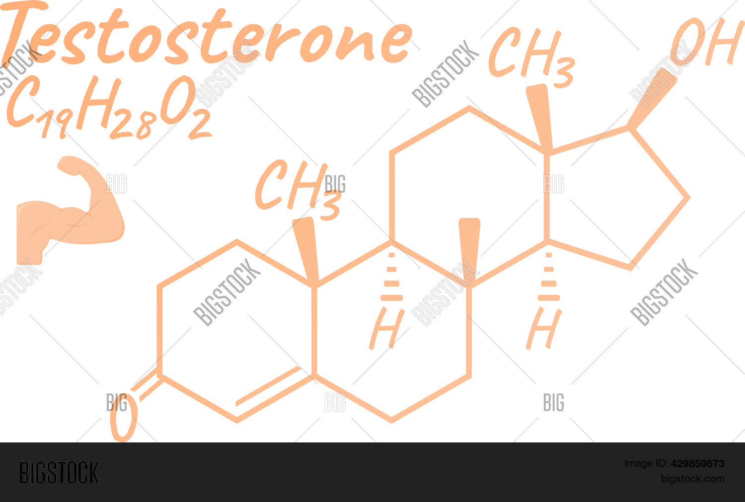 Human Hormone Vector & Photo (Free Trial) | Bigstock