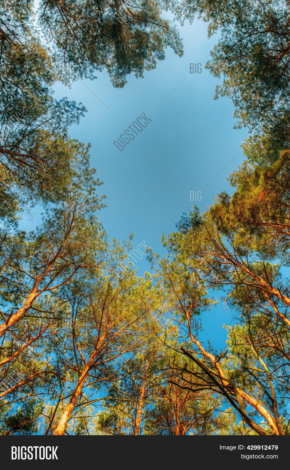 Canopy Tall Pine Trees Image & Photo (Free Trial) | Bigstock