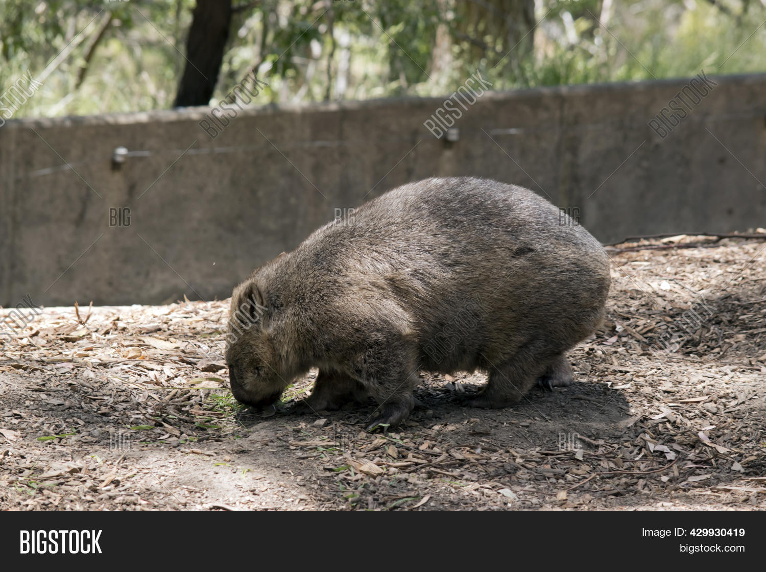 Wombat Brown Gray Image & Photo (Free Trial) | Bigstock