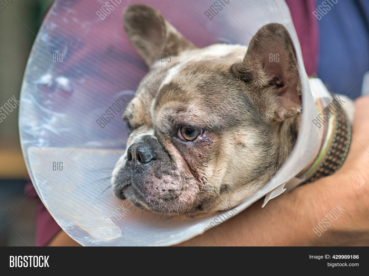 Dog Eye Injury Image & Photo (Free Trial) | Bigstock