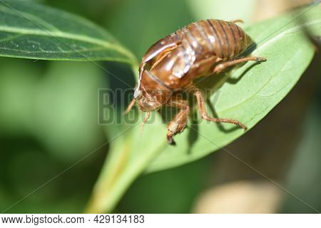 Cicada Shell. Cicadas Image & Photo (Free Trial) | Bigstock