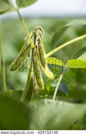 Soybean Pods On Stem. Image & Photo (Free Trial) | Bigstock
