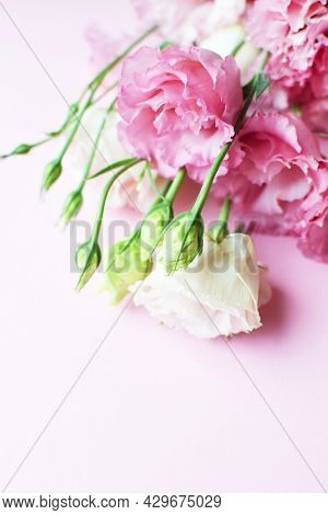 Beautiful Pink Eustoma Flowers (lisianthus) In Full Bloom With Buds ...
