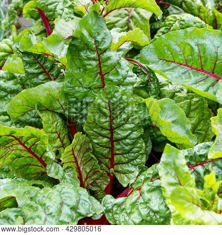 Beet Leaf. Beet Leaves Image & Photo (Free Trial) | Bigstock