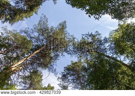 View Forest Below On Image & Photo (Free Trial) | Bigstock