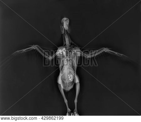 Bird X-ray. Pigeon X- Image & Photo (Free Trial) | Bigstock