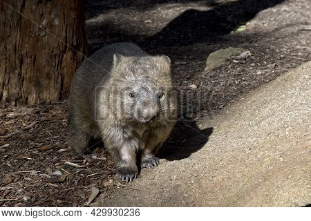 Common Wombat Lives Image & Photo (Free Trial) | Bigstock