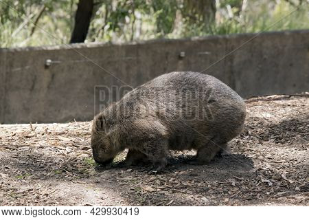 Wombat Brown Gray Image & Photo (Free Trial) | Bigstock