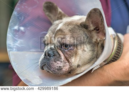Dog Eye Injury Image & Photo (Free Trial) | Bigstock
