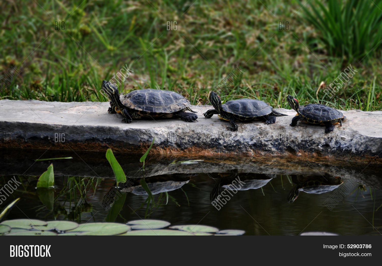 Pseudemys Concinna. Image & Photo (Free Trial) | Bigstock