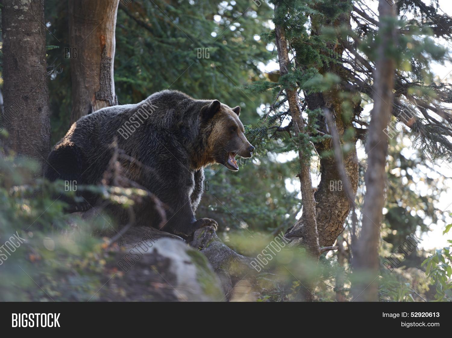 Grizzly Bear Roaring Image & Photo (Free Trial) | Bigstock