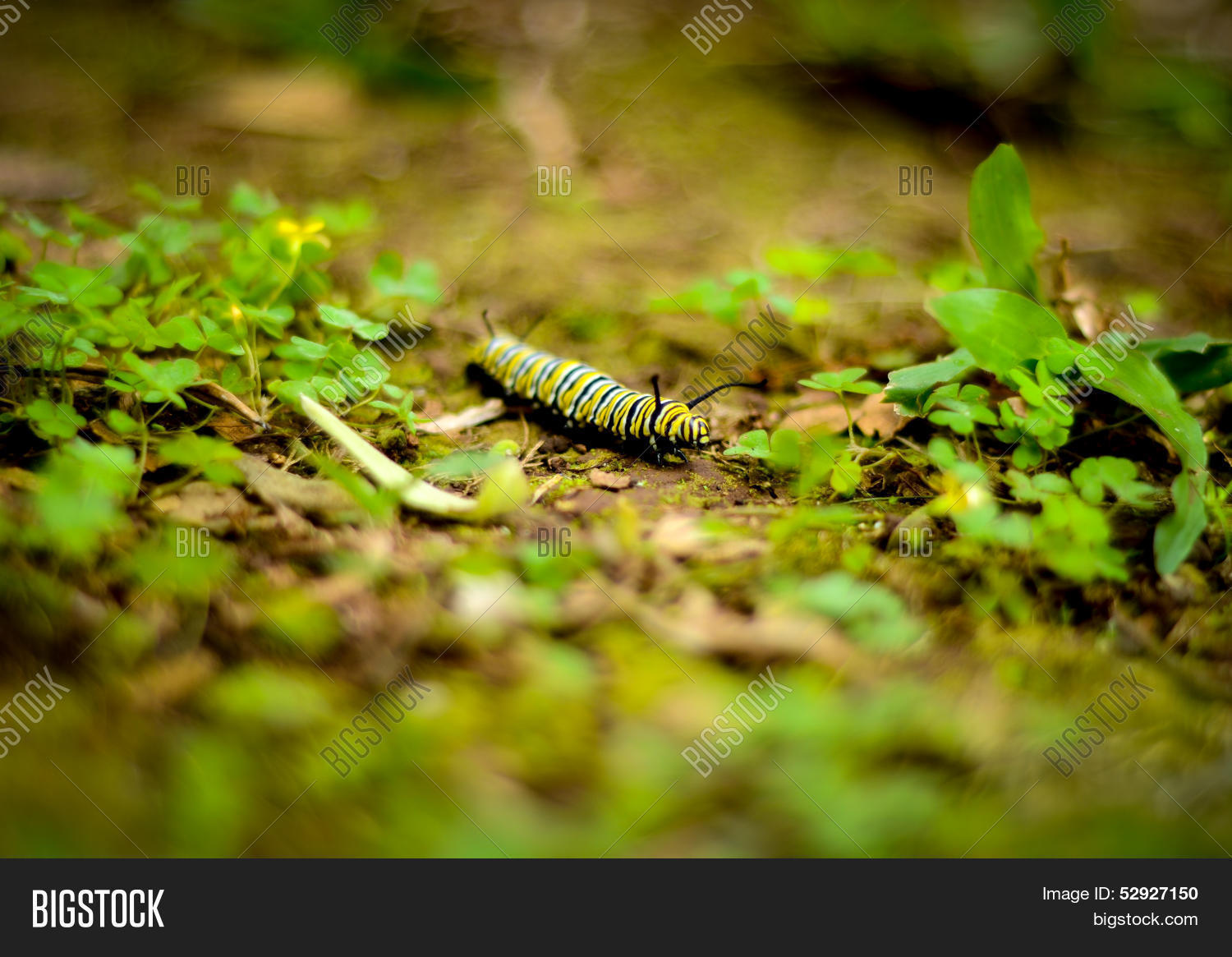 Colorful Caterpiller Image & Photo (Free Trial) | Bigstock