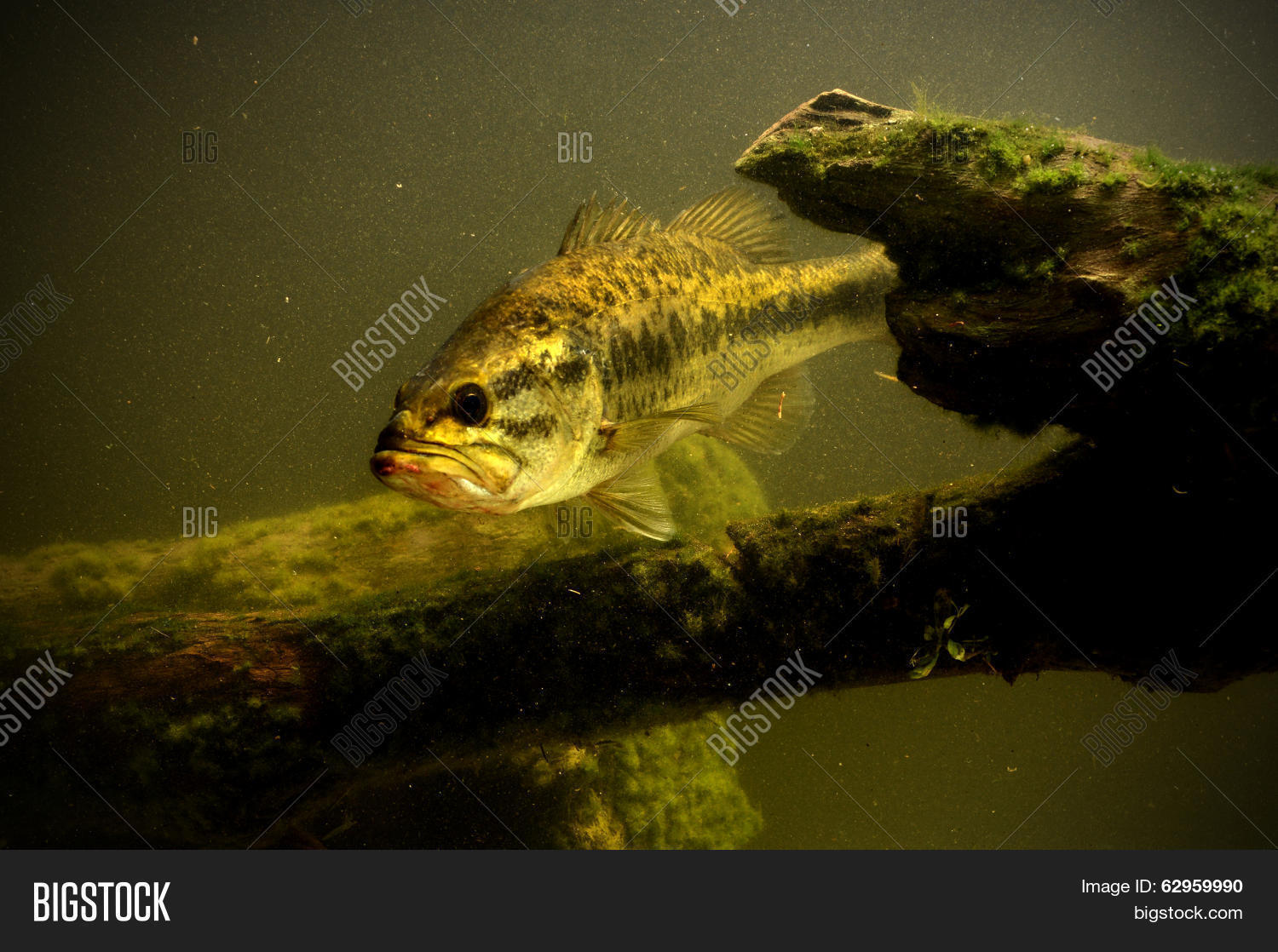 Largemouth Bass Fish Image & Photo (Free Trial) | Bigstock