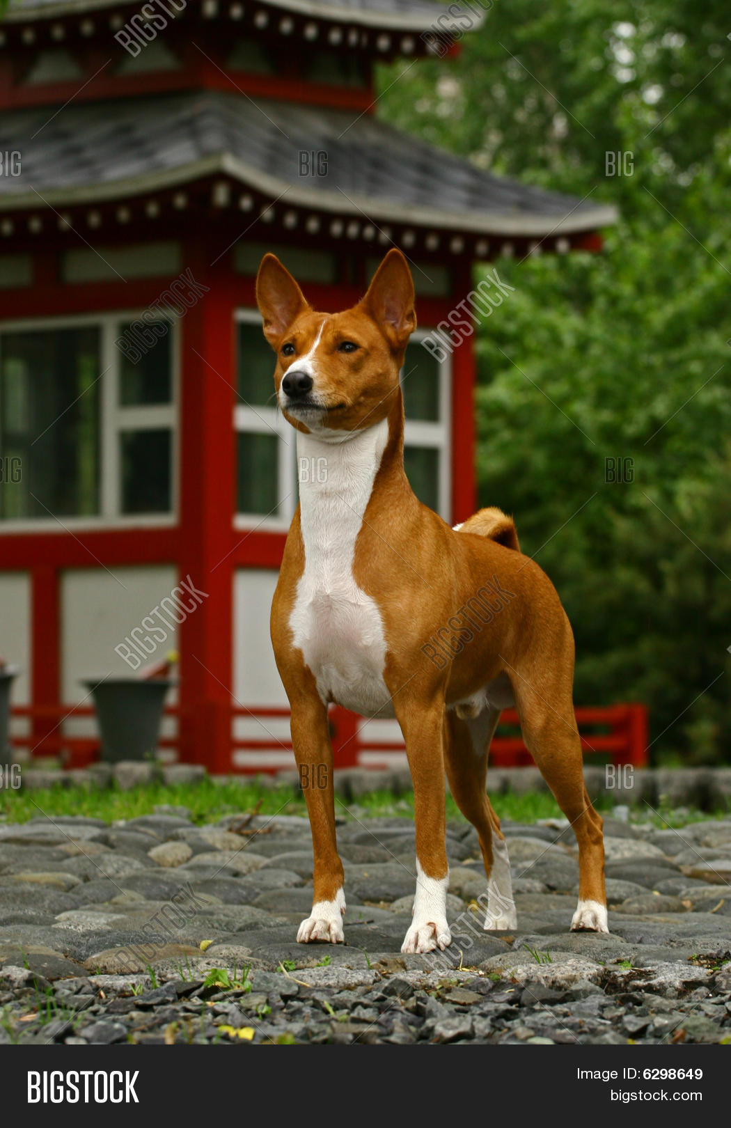 Basenji Near Japans Image & Photo (Free Trial) | Bigstock