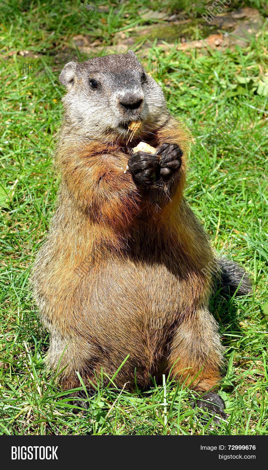 Ground Hog Image & Photo (Free Trial) | Bigstock