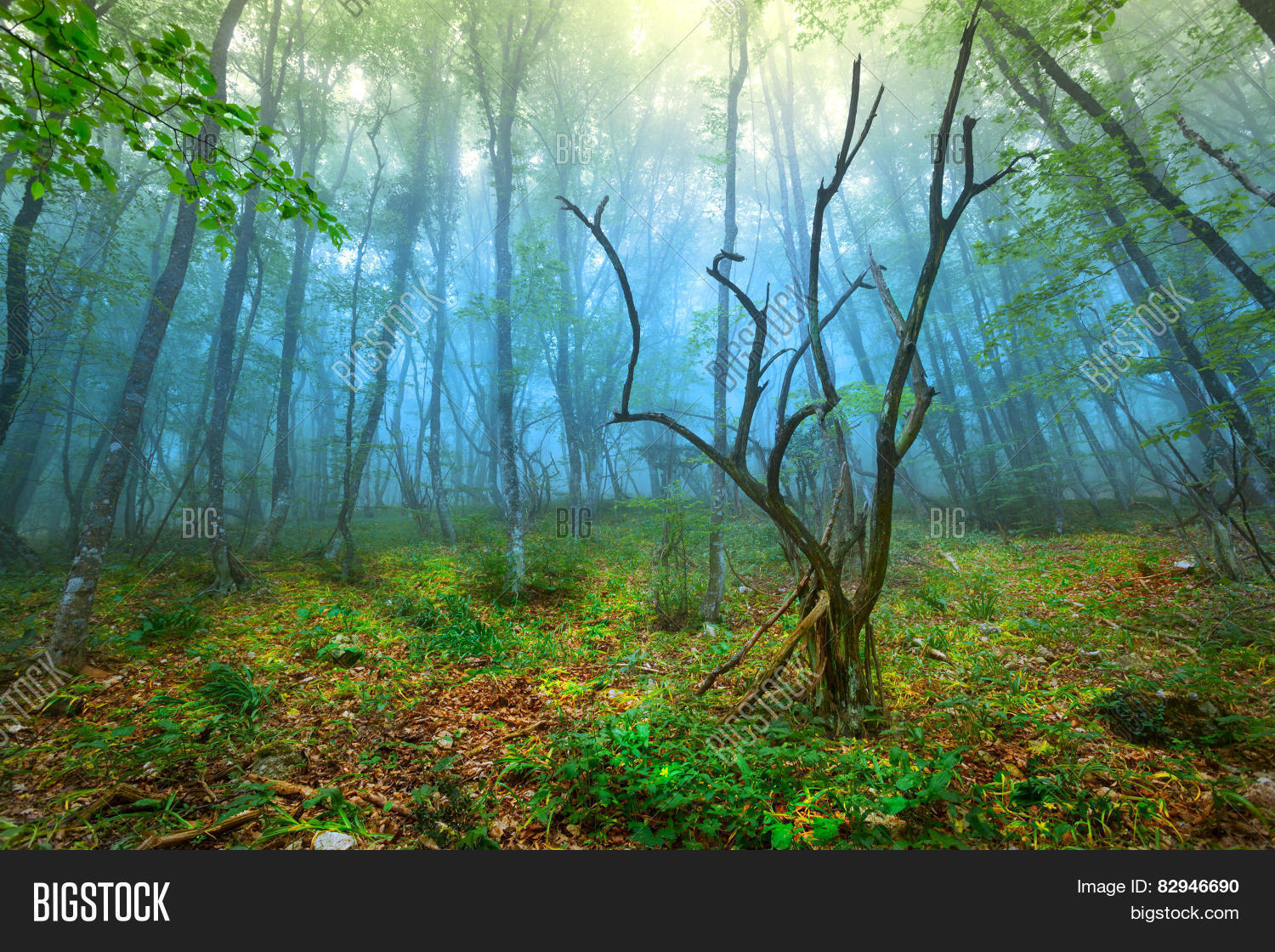 Mysterious Forest Fog Image & Photo (Free Trial) | Bigstock