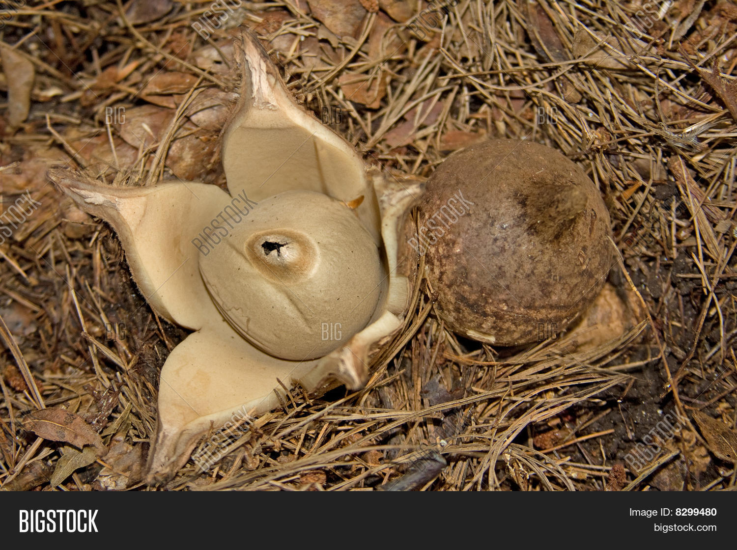 Earth Star Mushrooms Image & Photo (Free Trial) | Bigstock