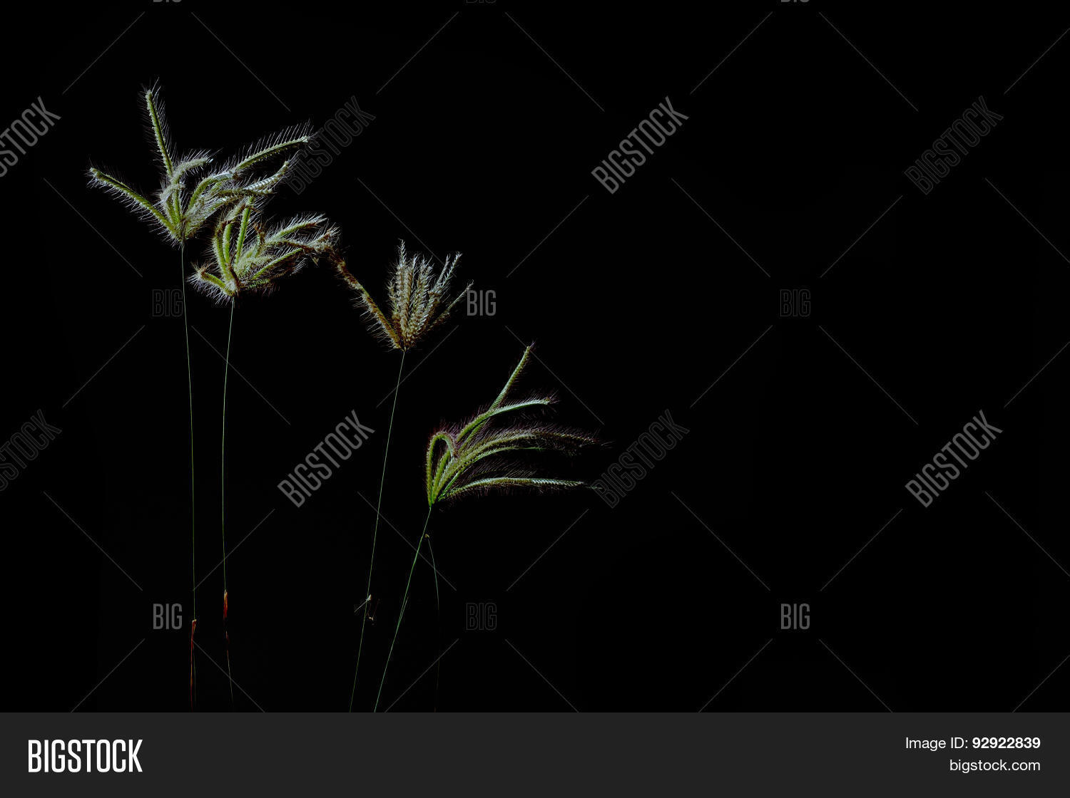 Grass Flower Isolate Image & Photo (Free Trial) | Bigstock