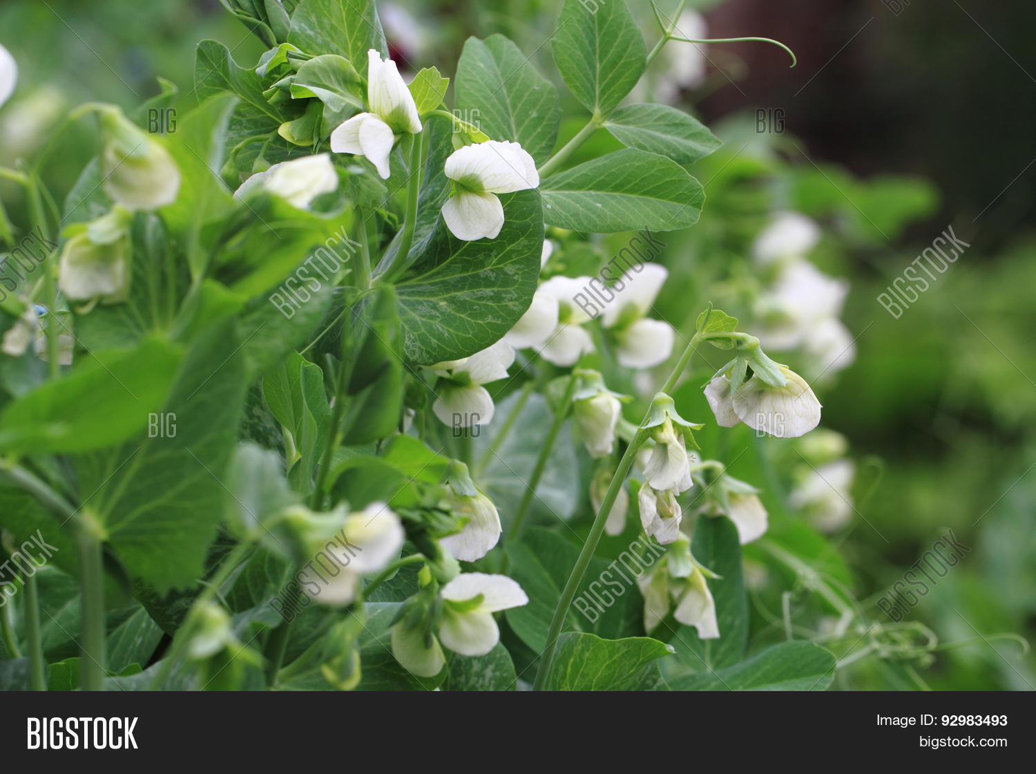 Pea Plant Flowers Image & Photo (Free Trial) | Bigstock