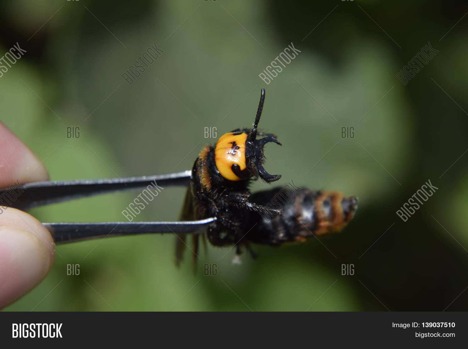 Megascolia Maculata. Image & Photo (Free Trial) | Bigstock