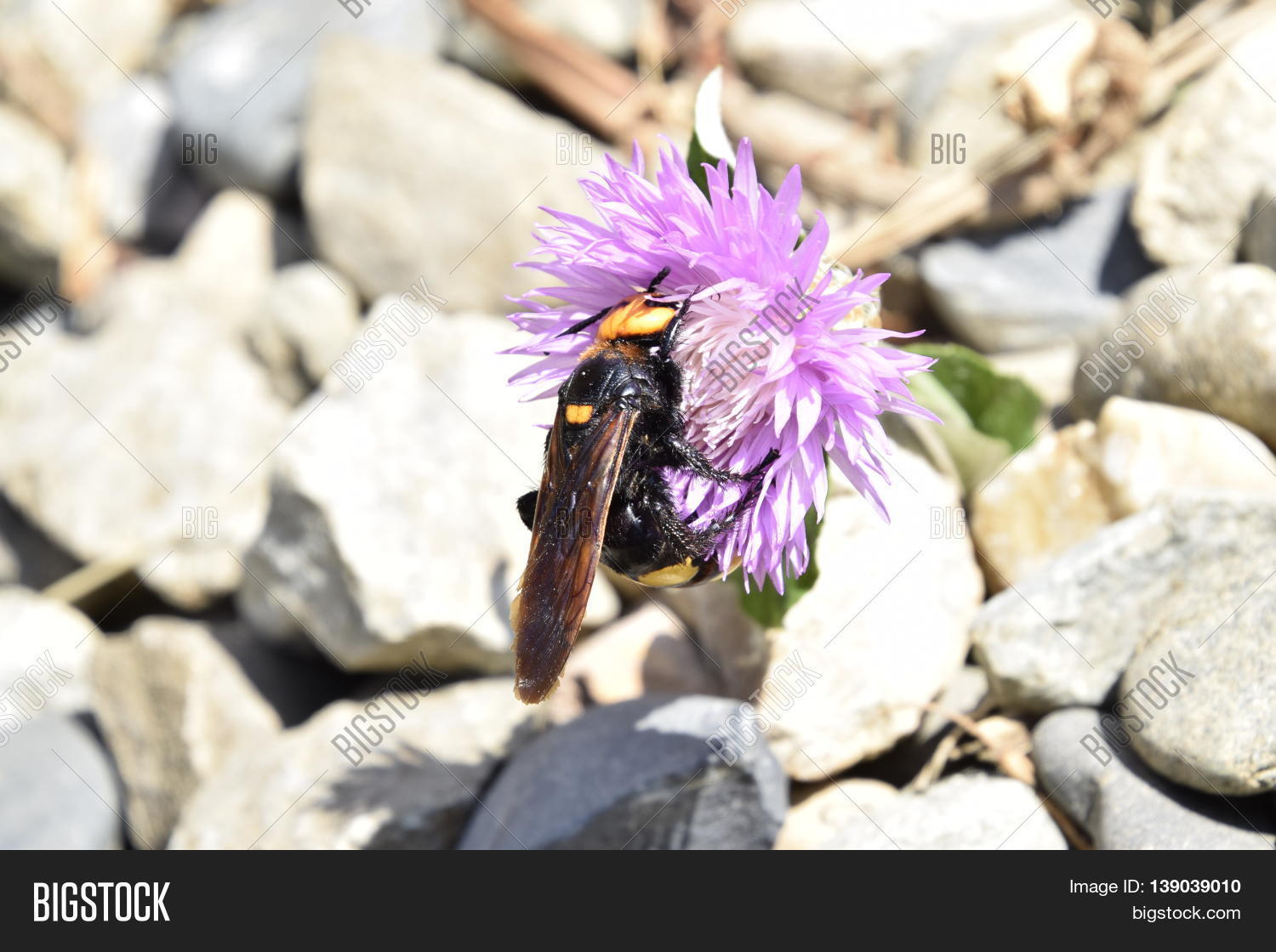 Megascolia Maculata. Image & Photo (Free Trial) | Bigstock