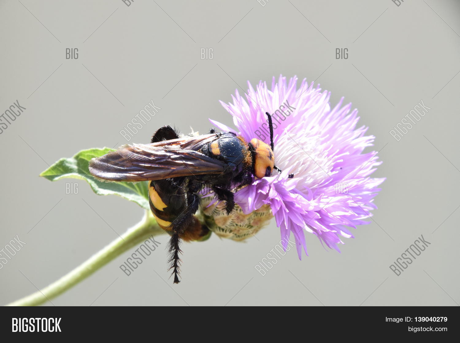 Megascolia Maculata. Image & Photo (Free Trial) | Bigstock