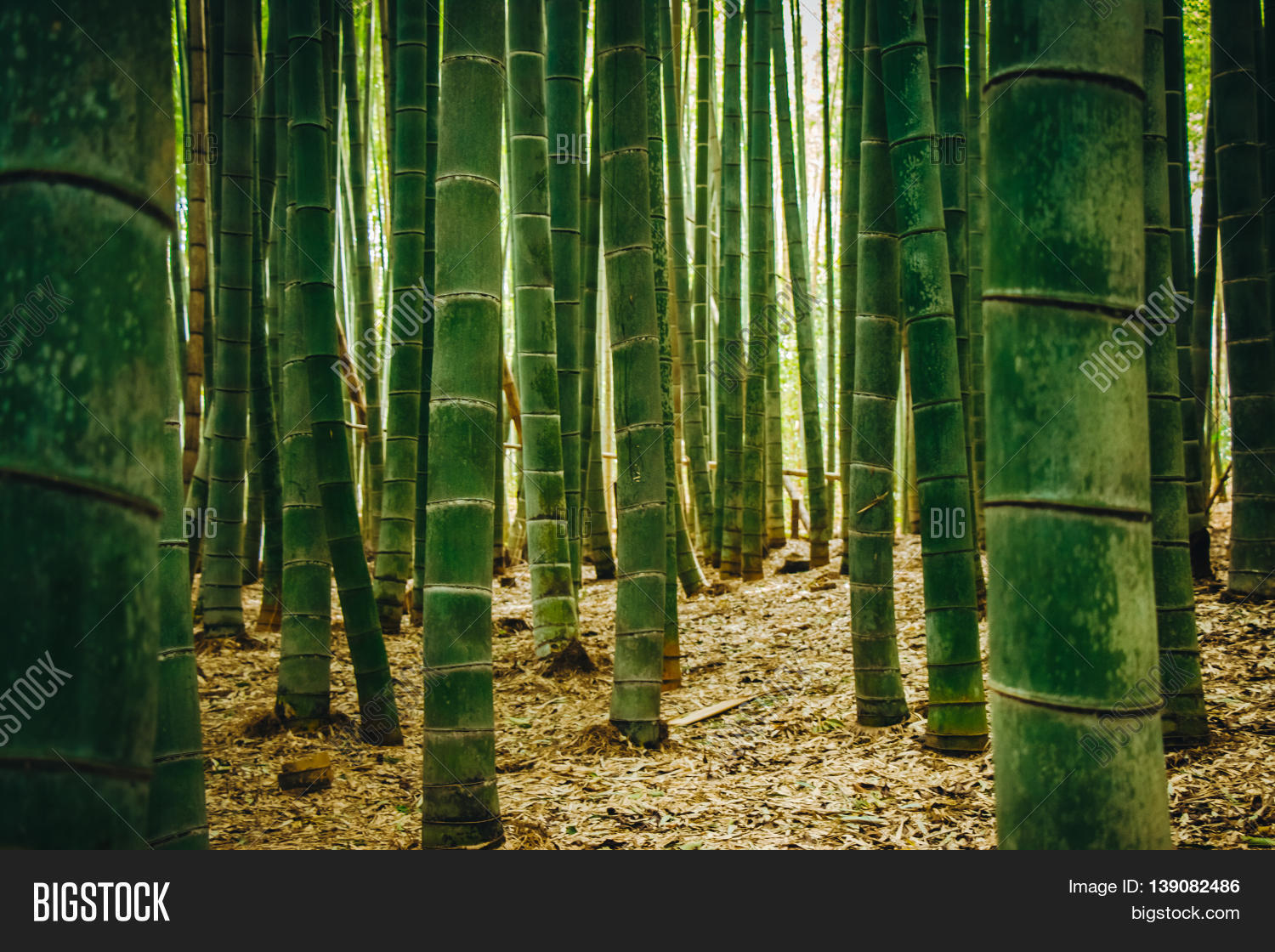 Imagen y foto Bamboo Forest (prueba gratis) | Bigstock