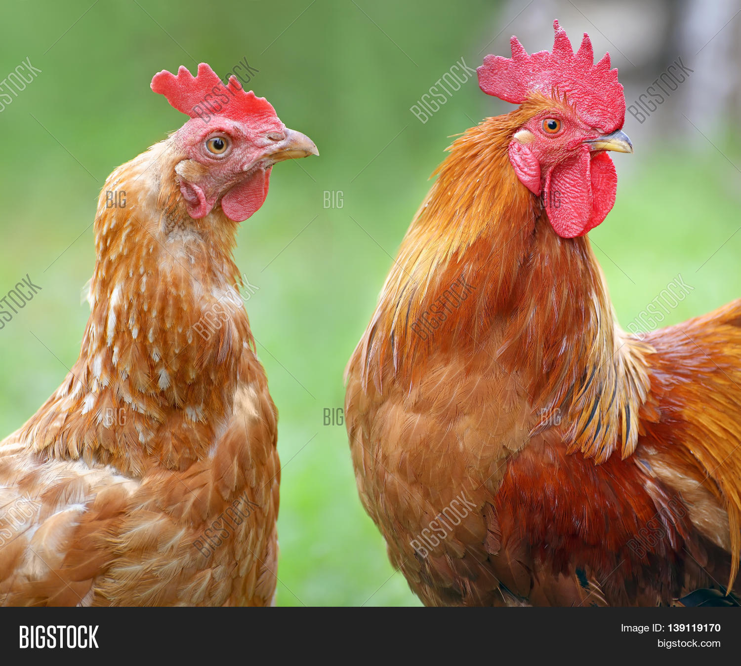 Red Hen Rooster On Image & Photo (Free Trial) | Bigstock