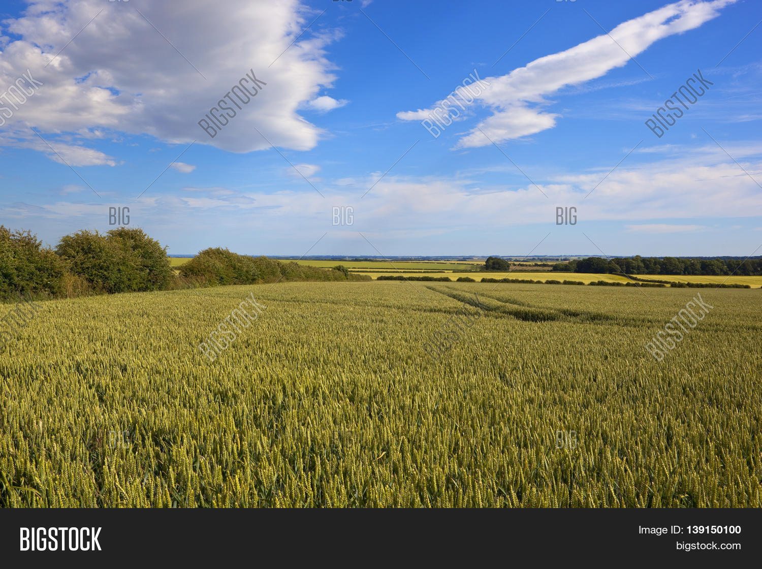 Scenic Wheat Fields Image & Photo (Free Trial) | Bigstock