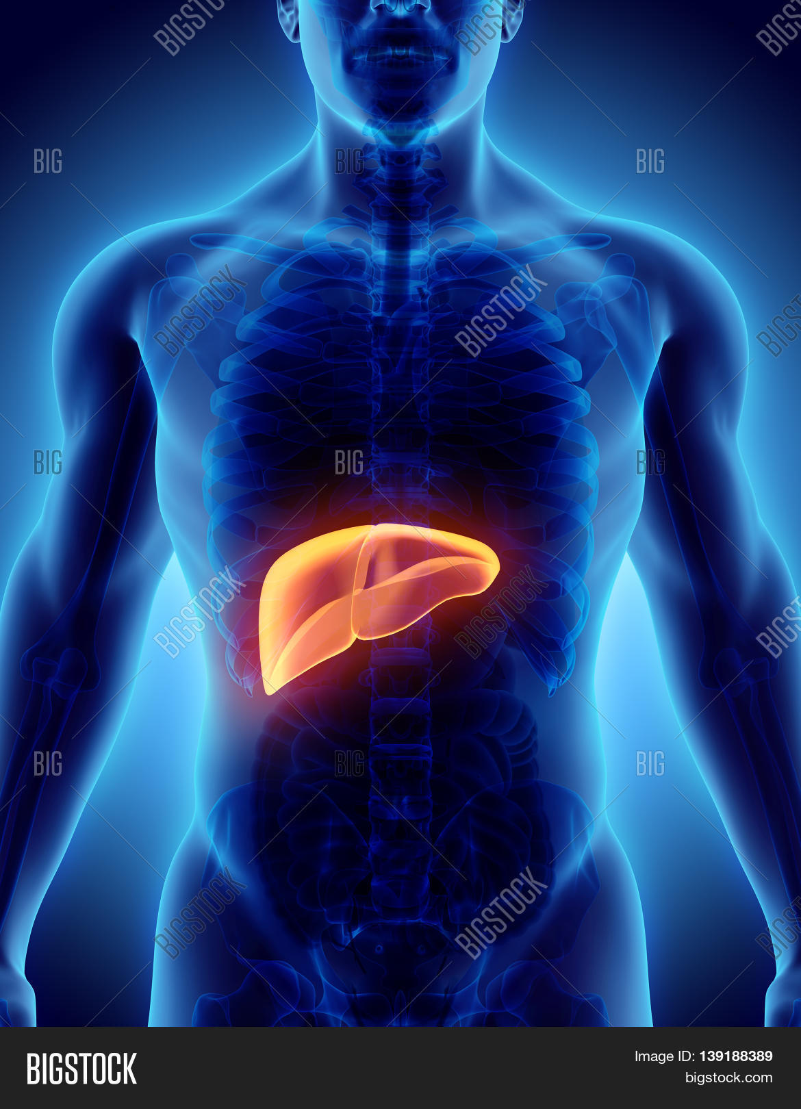 3D Illustration Liver Image & Photo (Free Trial) | Bigstock