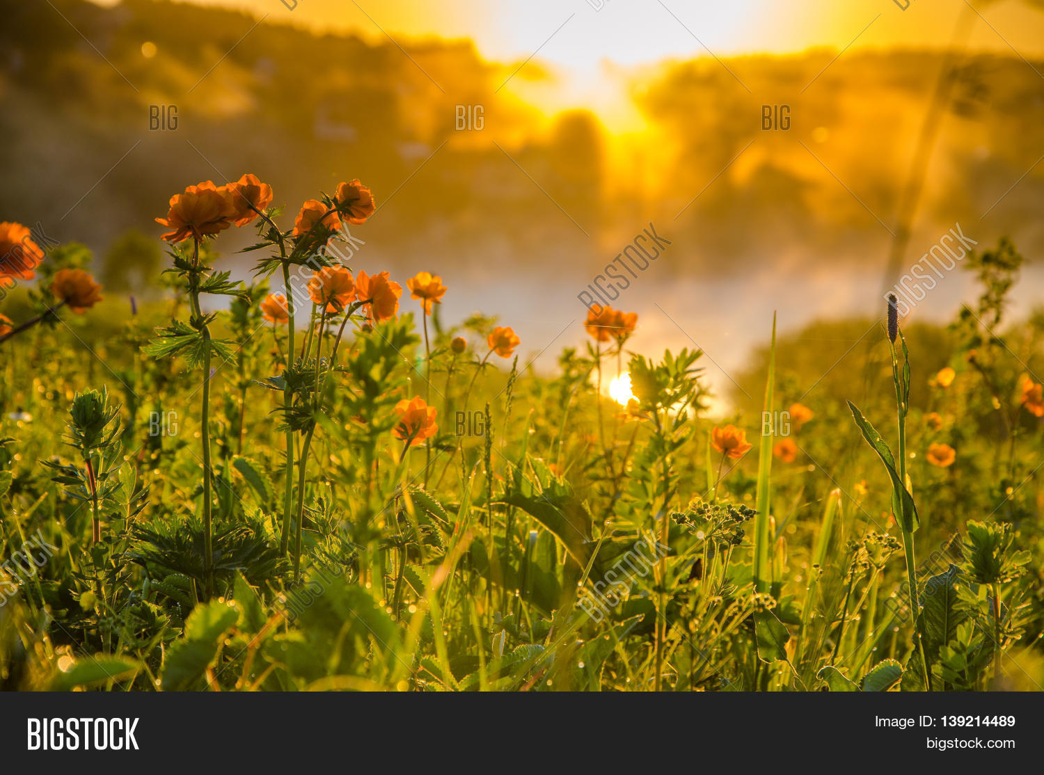 Thick Morning Fog Image & Photo (Free Trial) | Bigstock