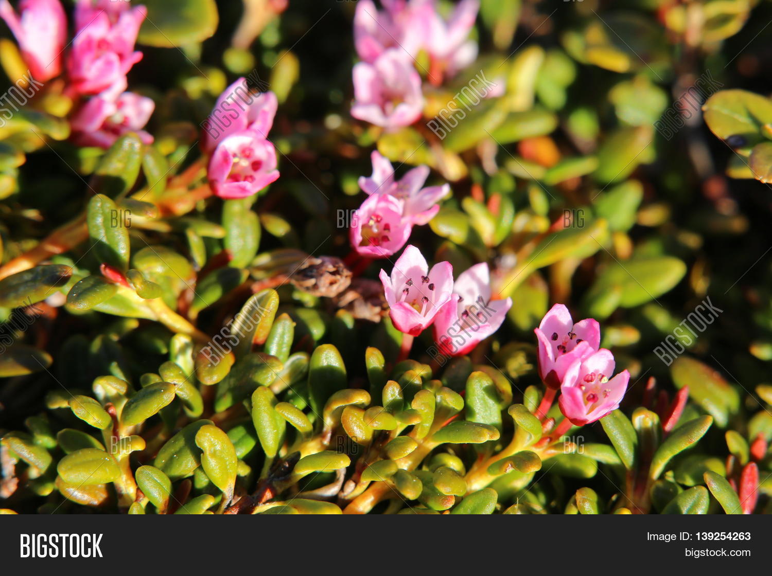 Blossoms Alpine Azalea Image & Photo (Free Trial) | Bigstock