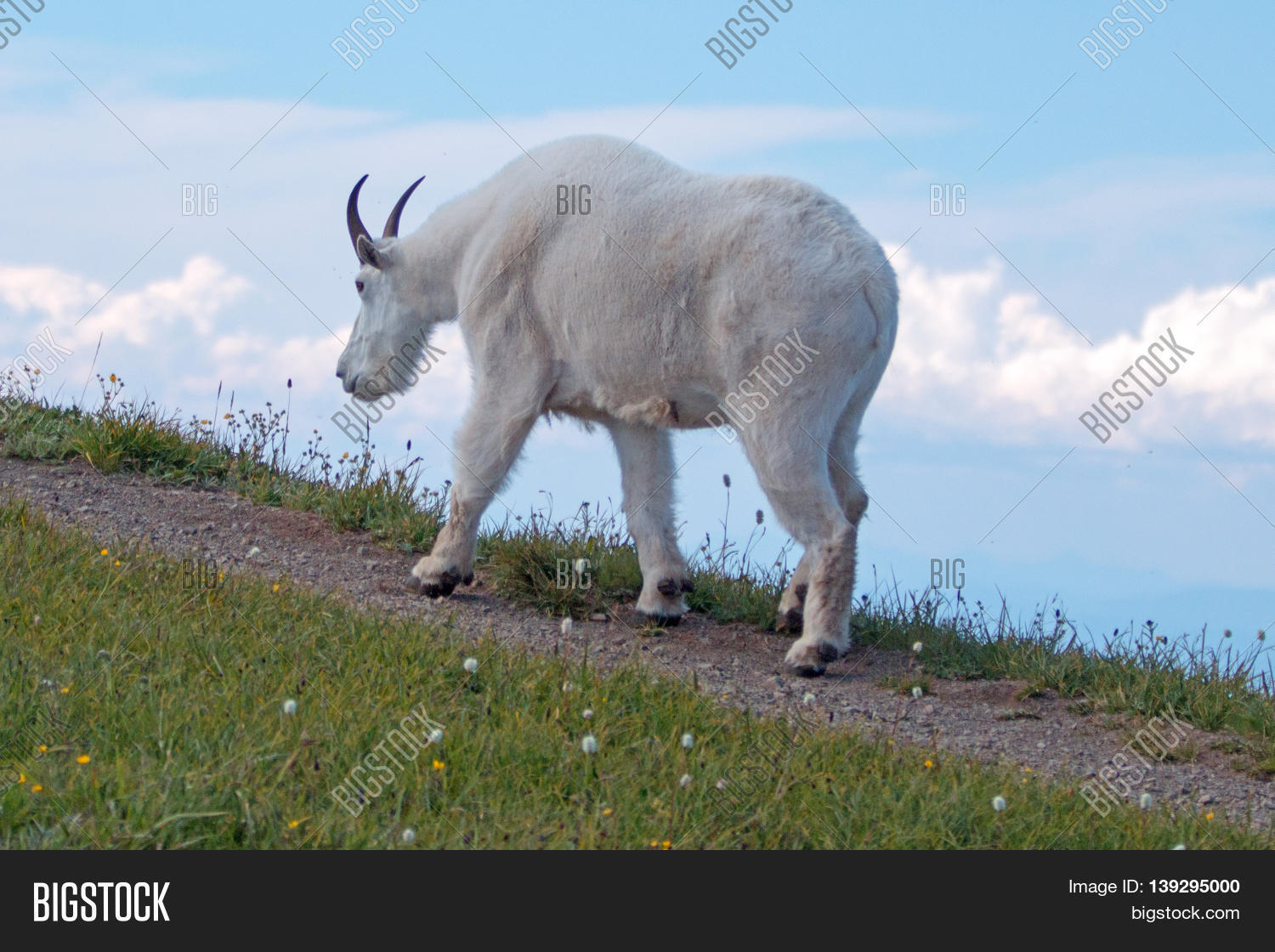 Male Billy Goat Image & Photo (Free Trial) | Bigstock