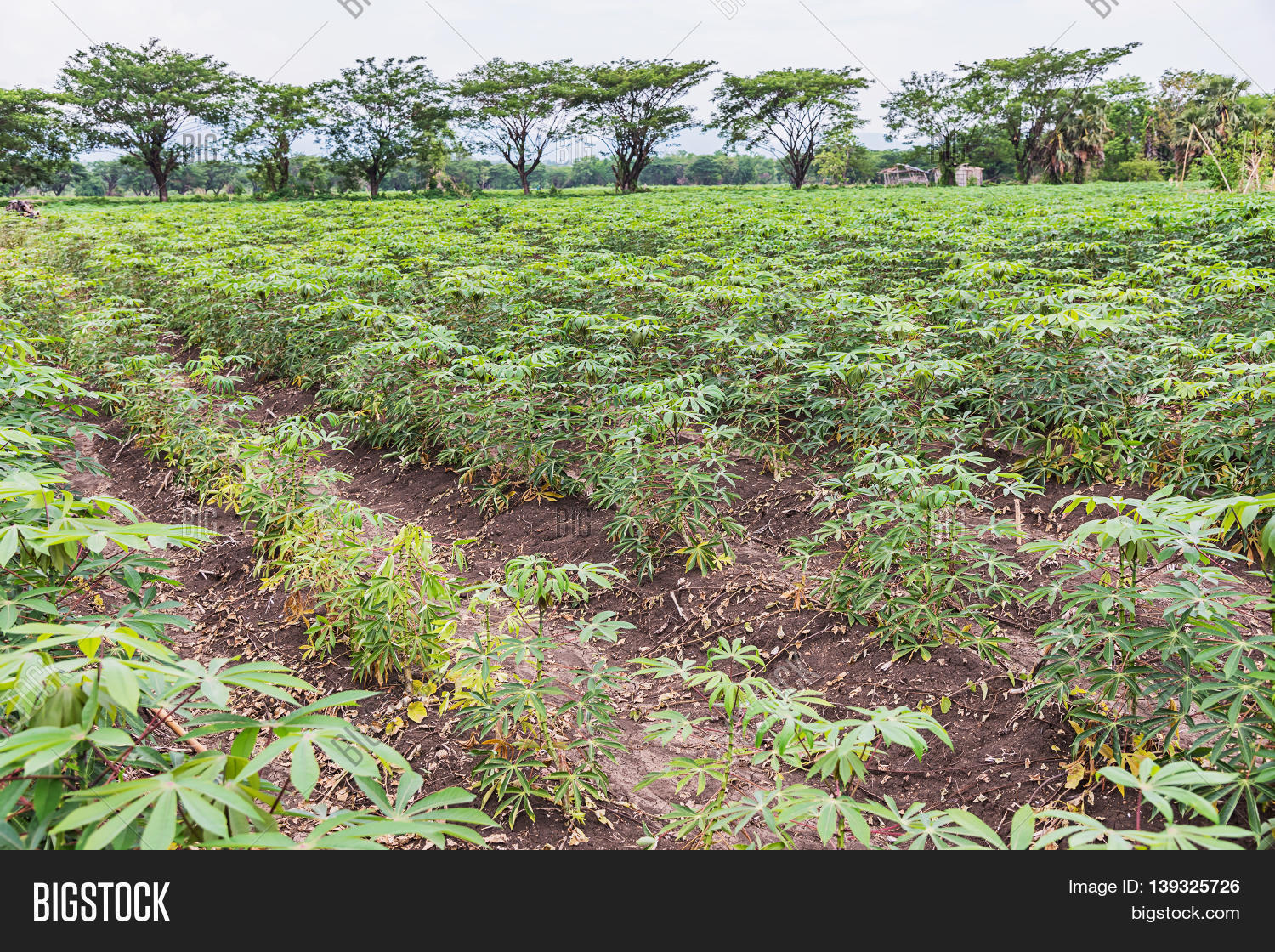 Cassava Tapioca Grow Image & Photo (Free Trial) | Bigstock