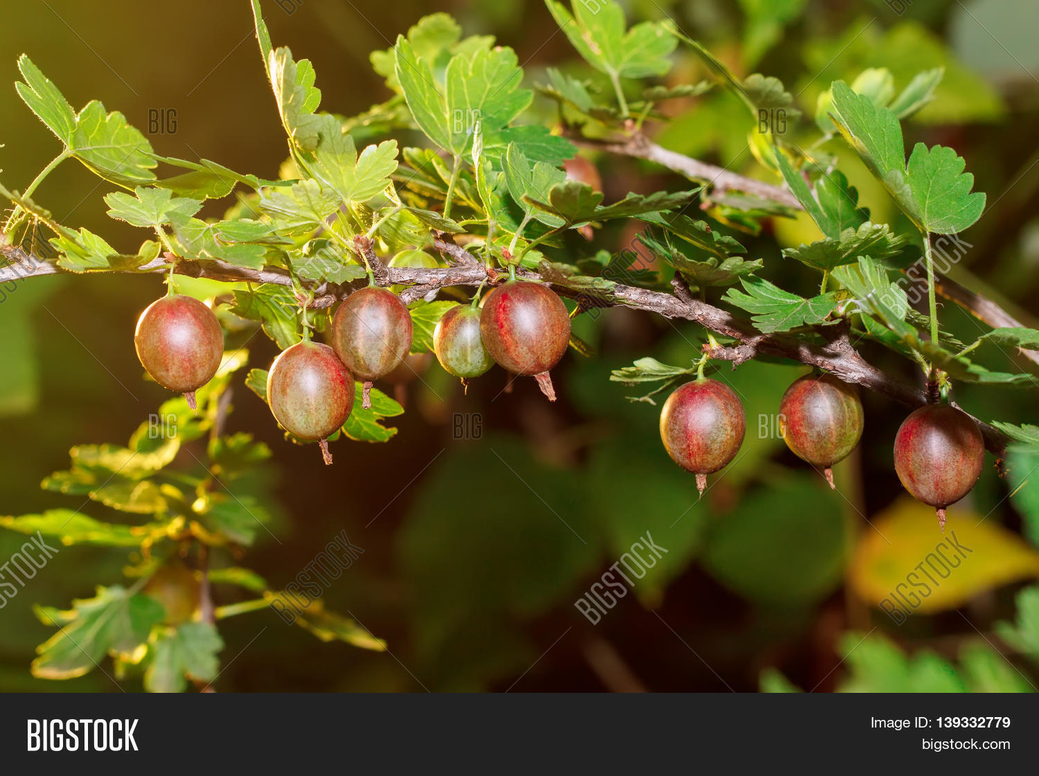 Fresh Red Gooseberries Image & Photo (Free Trial) | Bigstock