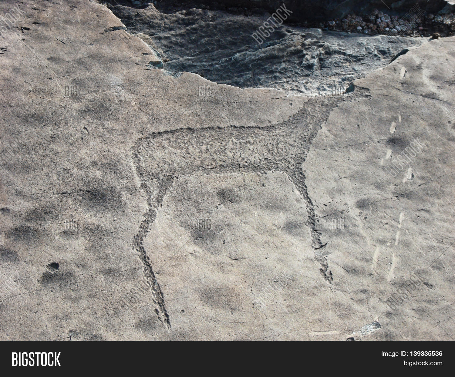 Stone Wild Animal Image & Photo (Free Trial) | Bigstock