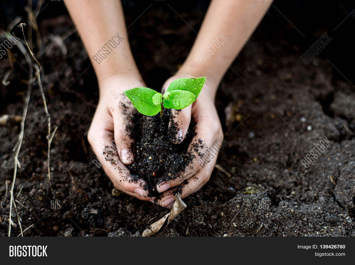 Seedling On Hand Image & Photo (Free Trial) | Bigstock