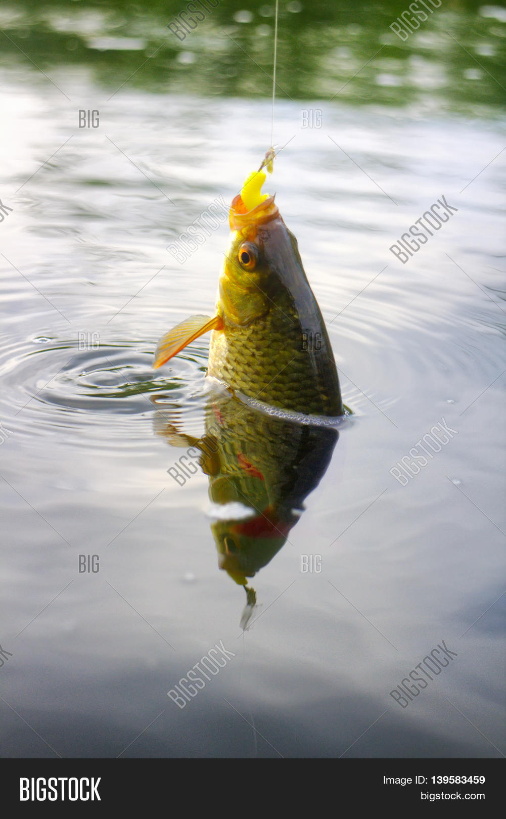 Golden Rudd - Fishing Image & Photo (Free Trial) | Bigstock