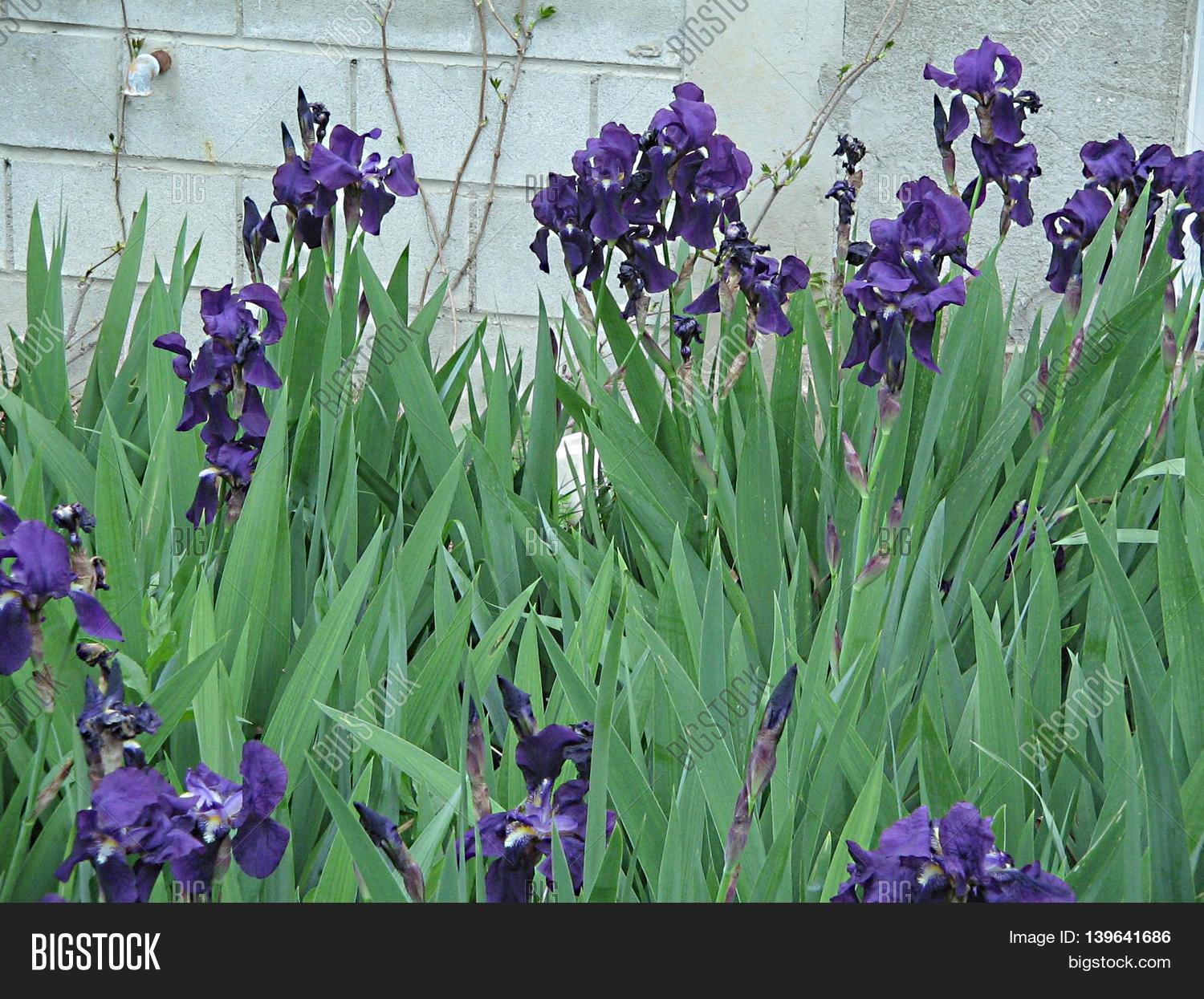 Ramo De Lirios Tigres Morados