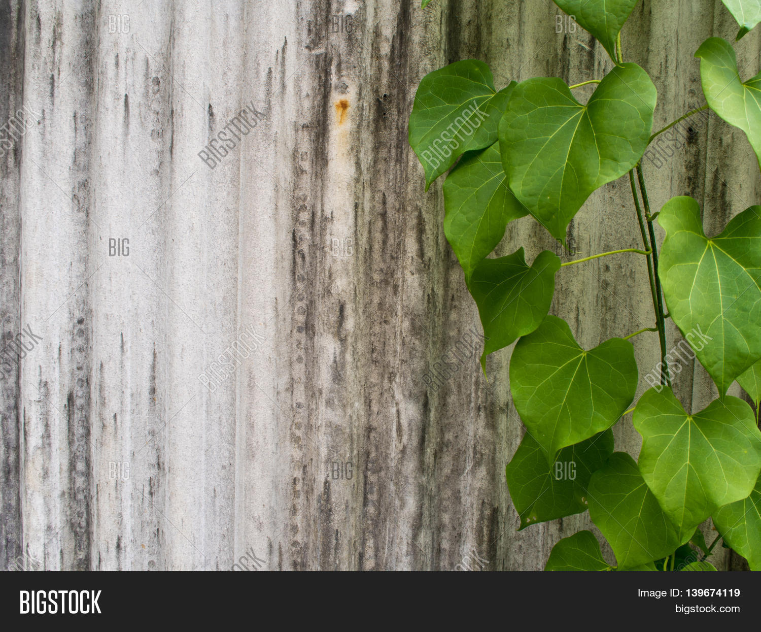 Ivy Leaf Shaped Like Image & Photo (Free Trial) | Bigstock