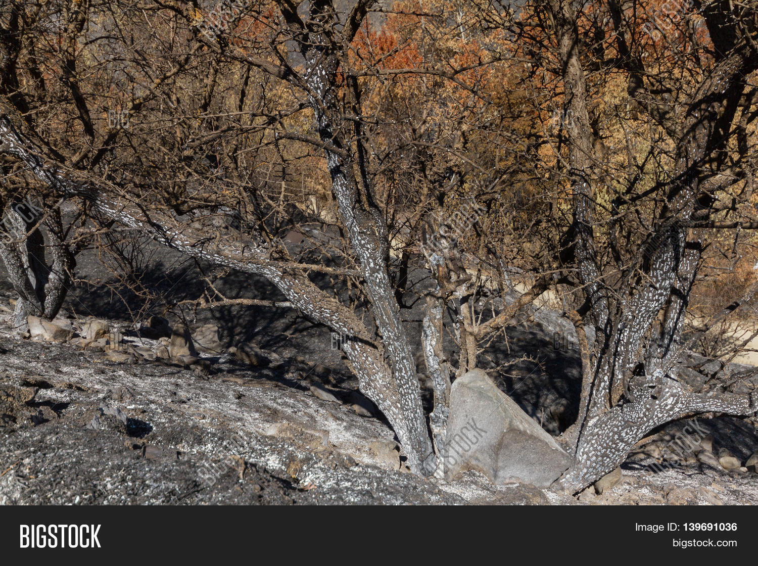 Burned Tree-branches Image & Photo (Free Trial) | Bigstock