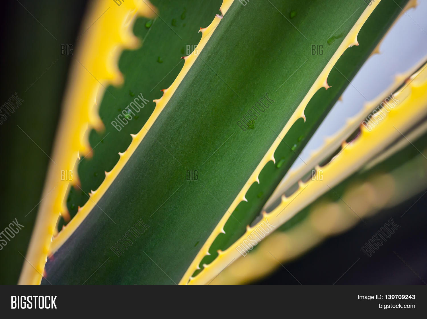 Parts Huge Agave, Image & Photo (Free Trial) | Bigstock