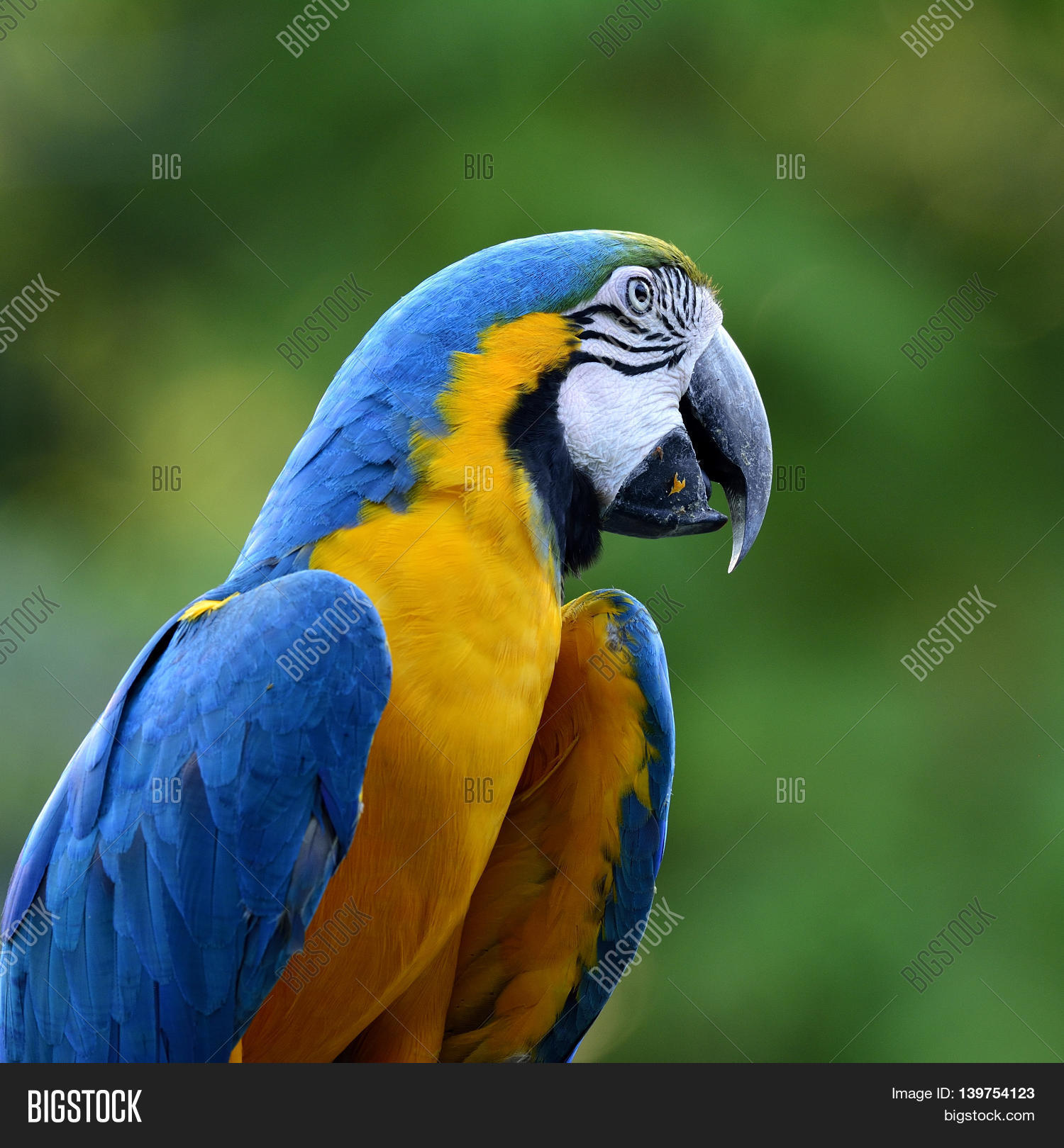 Blue And Yellow Parrots