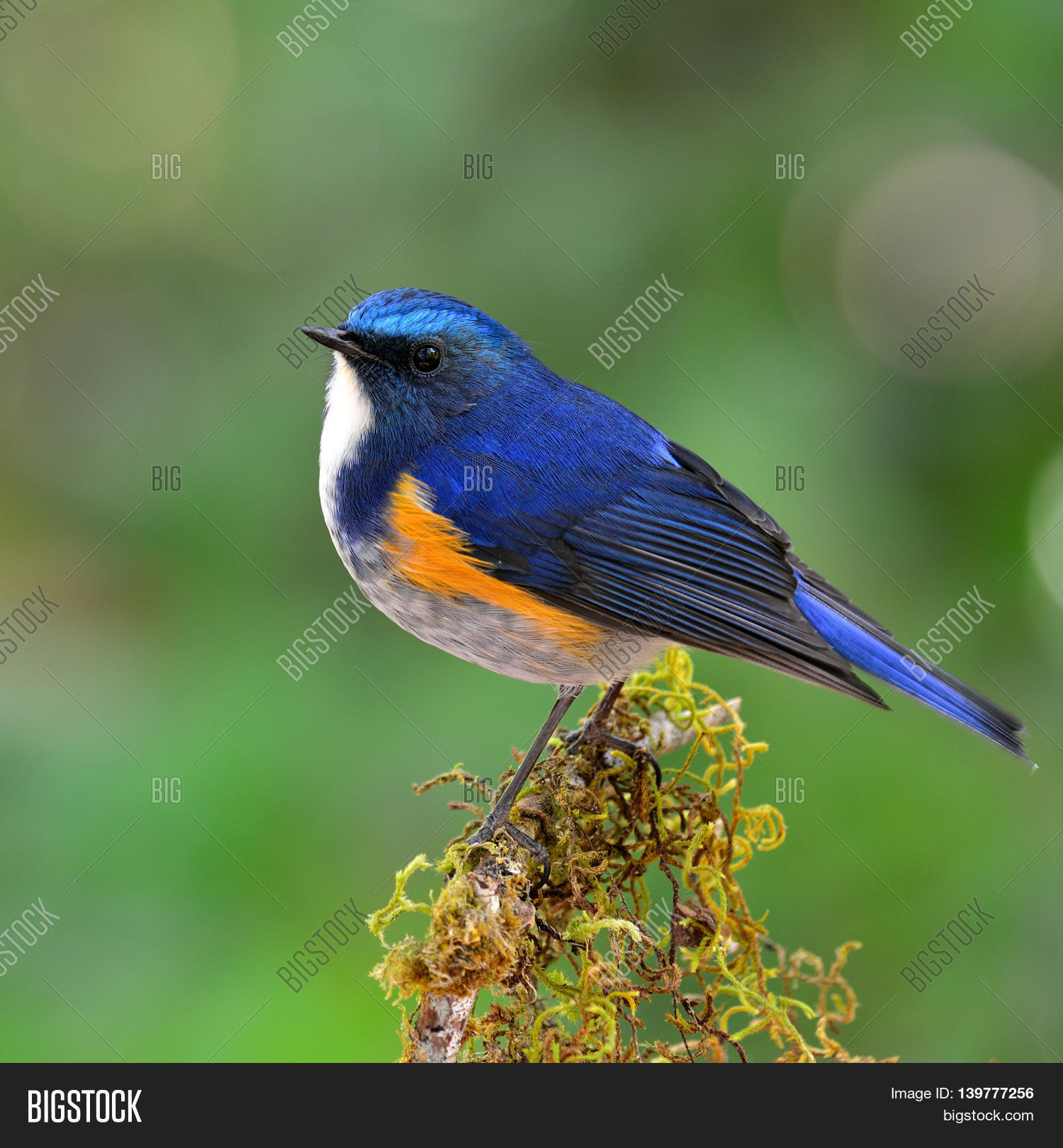 Himalayan Bluetail ( Image & Photo (Free Trial) | Bigstock