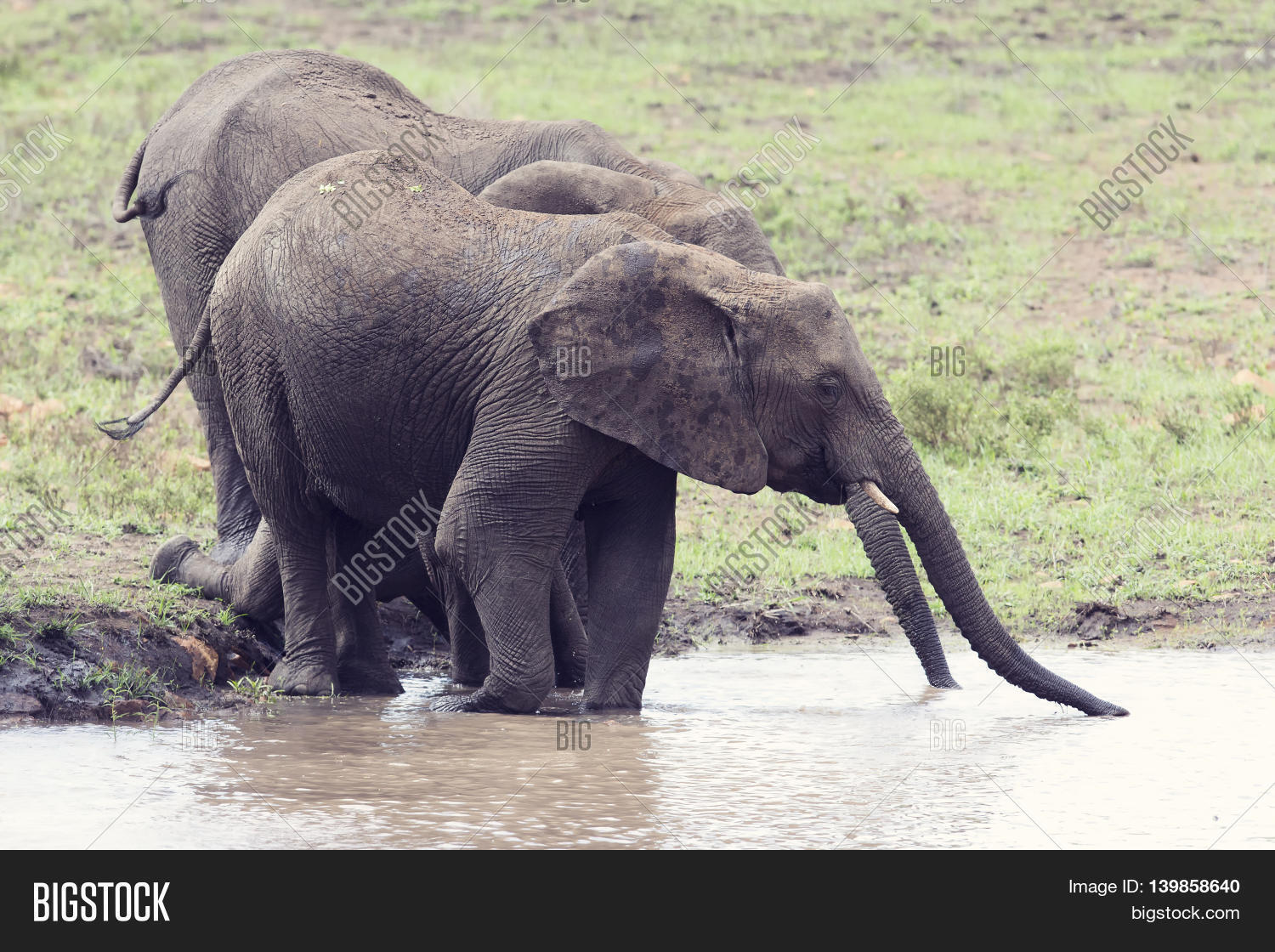 Elephant Walking Water Image & Photo (Free Trial) | Bigstock