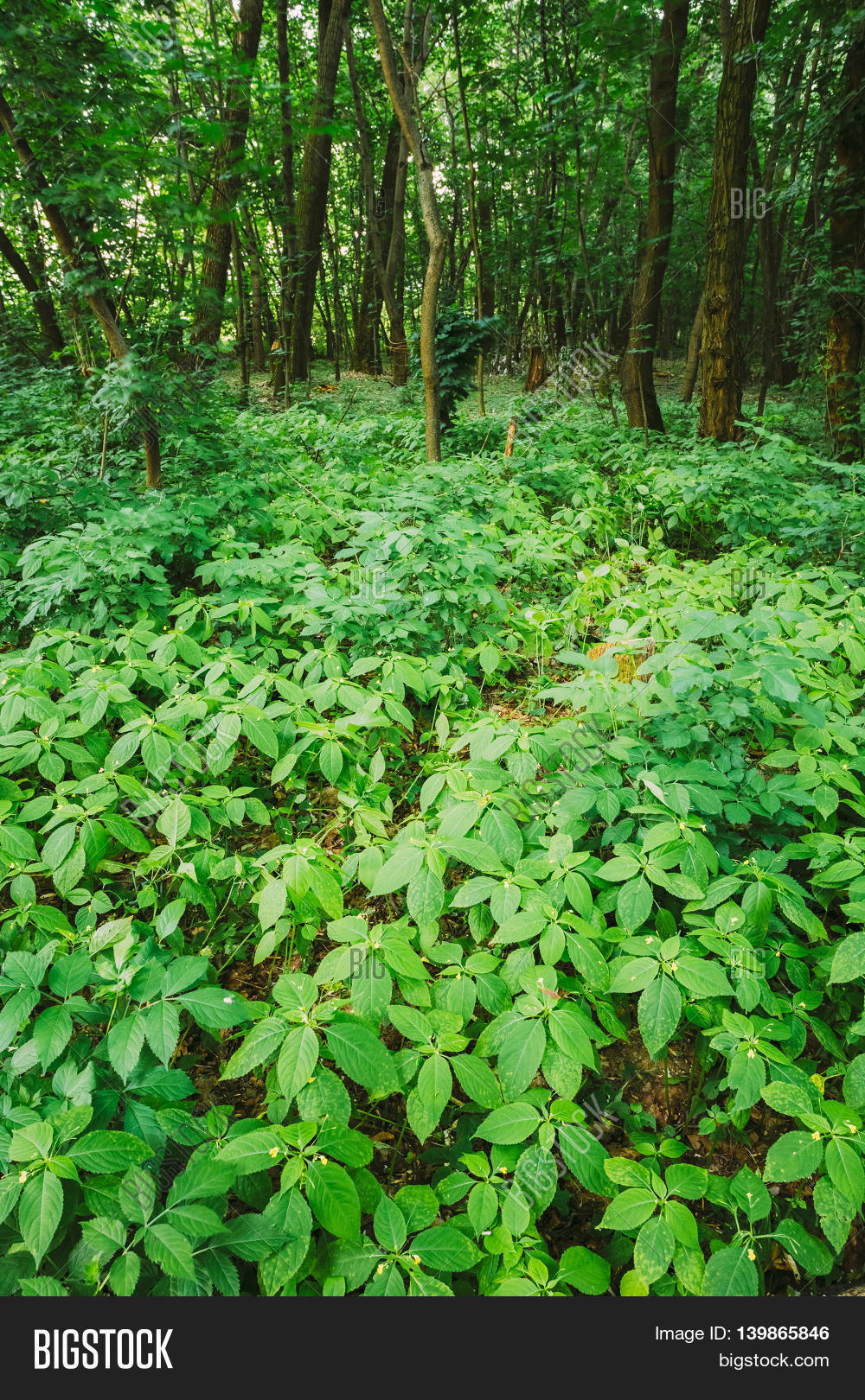 Wild Bushy Thickets Image & Photo (Free Trial) | Bigstock